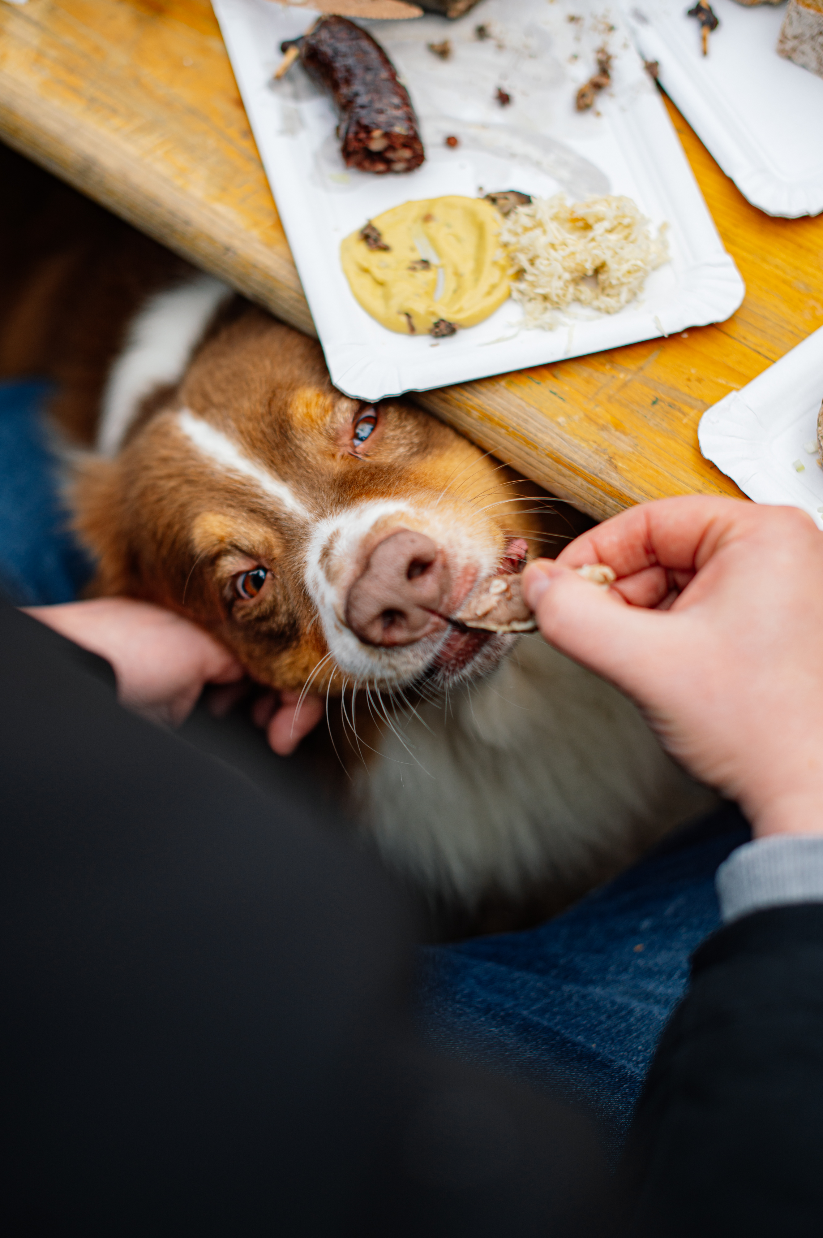 Pig Feast at Lokál Nad Stromovkou – Traditional Czech Zabijačka ...
