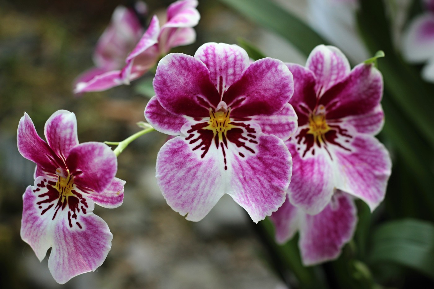 Botanická zahrada Praha nabídne od 7. do 23. března výstavu orchidejí ...