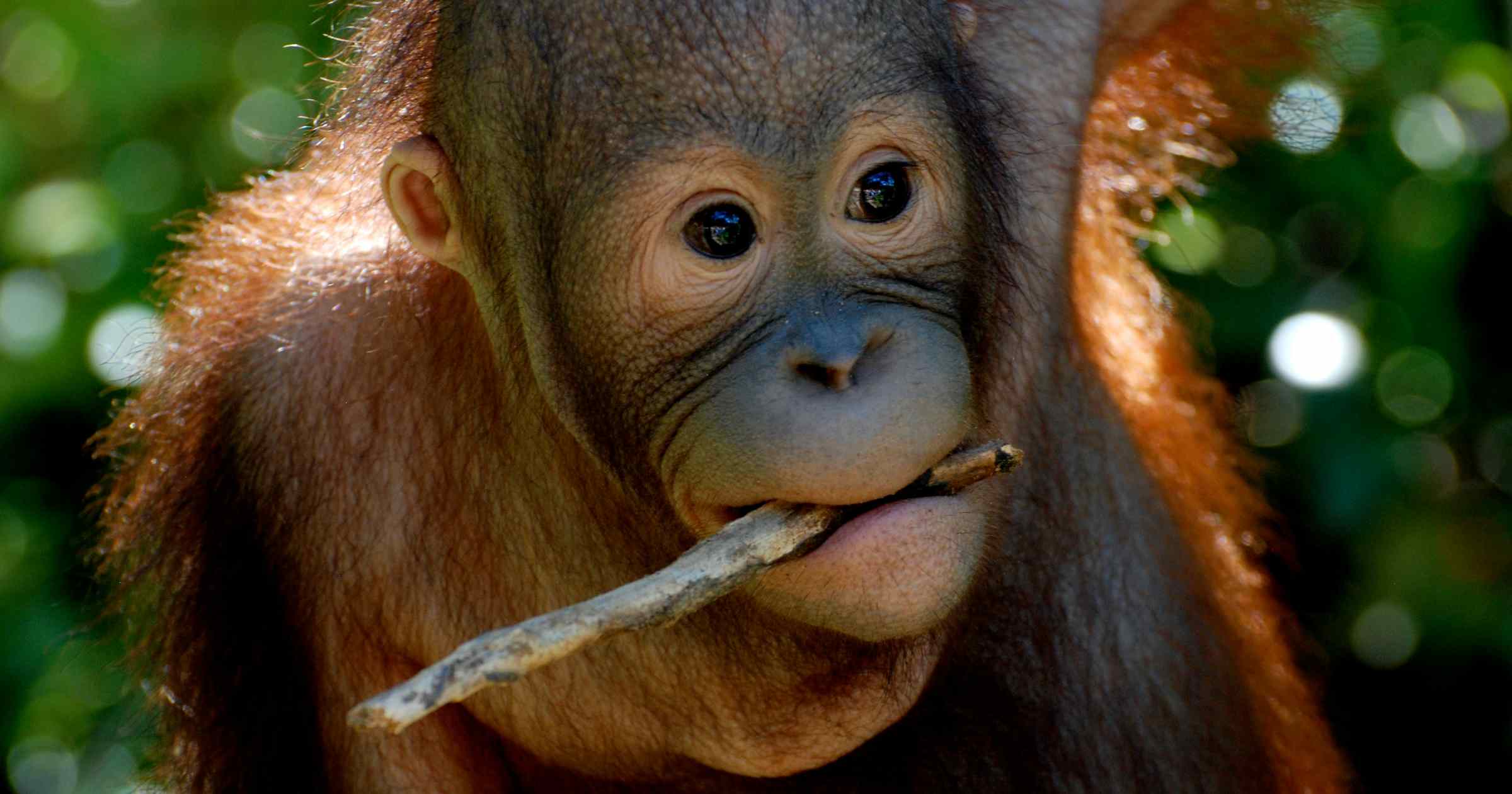 Help Orangutans Thrive