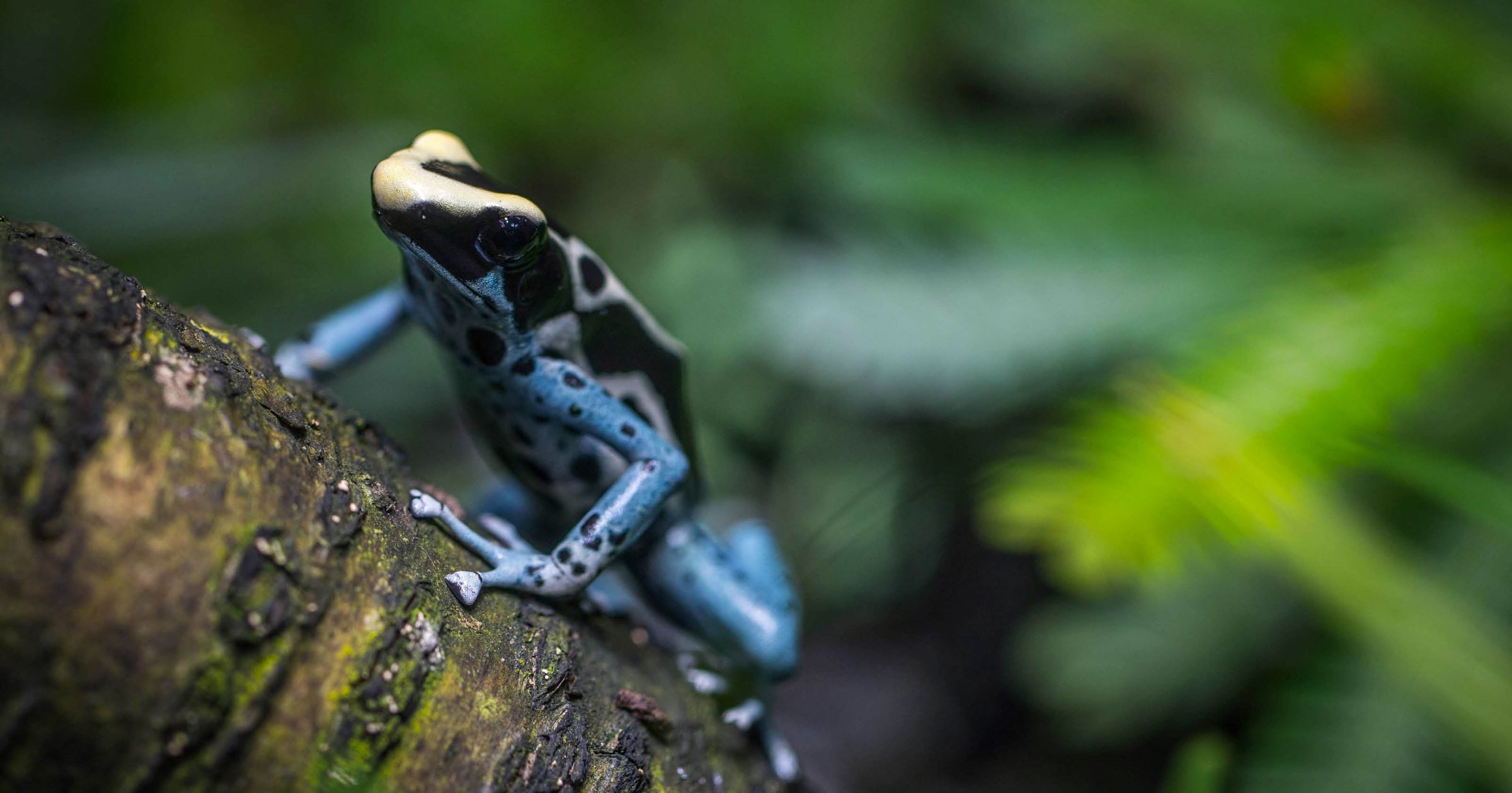 Under Threat: Rainforests