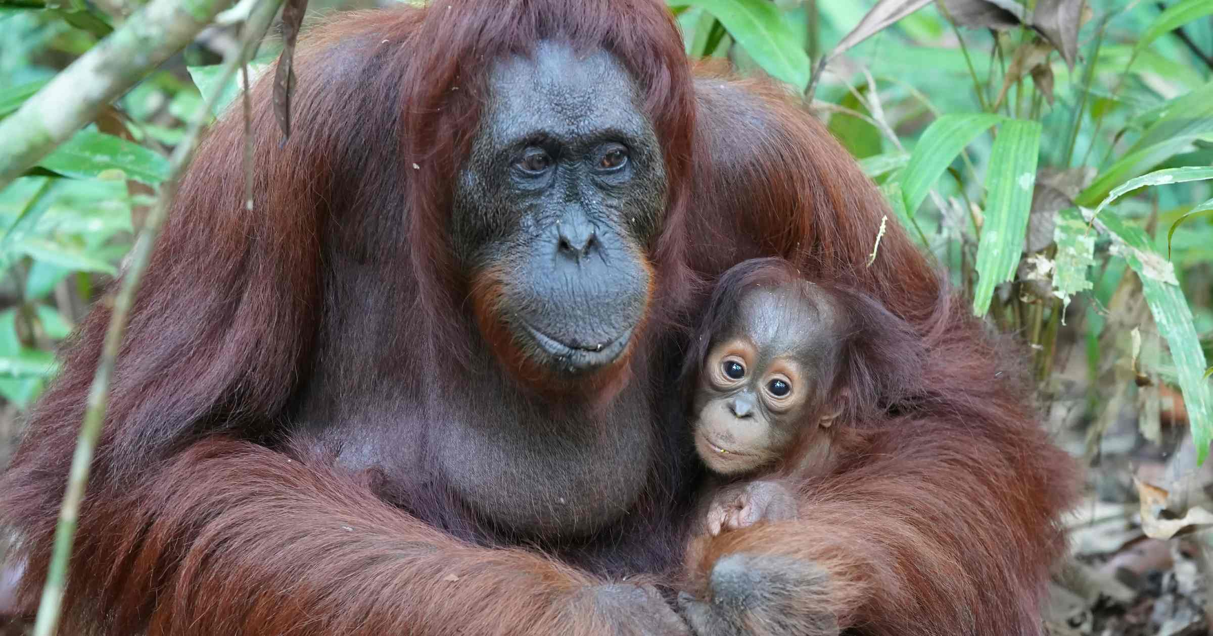 Discover orangutan family bonds