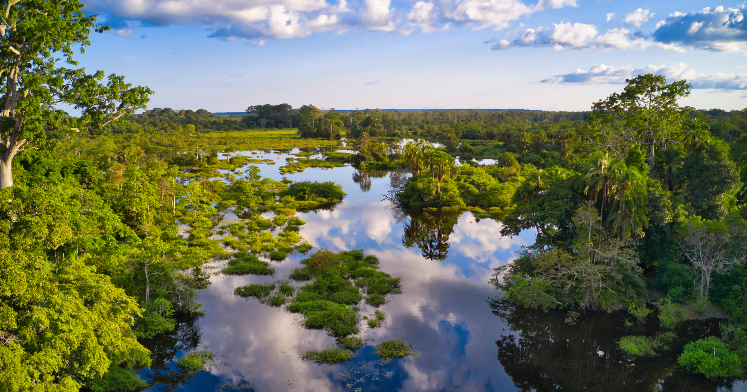 Congo rainforests needs you